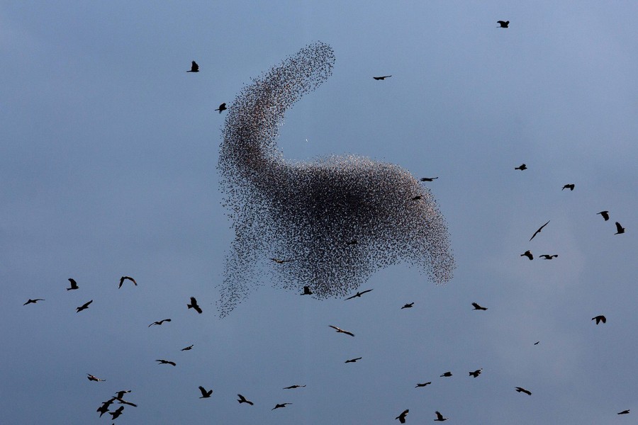 Photos: The Murmurations of Starlings - The Atlantic
