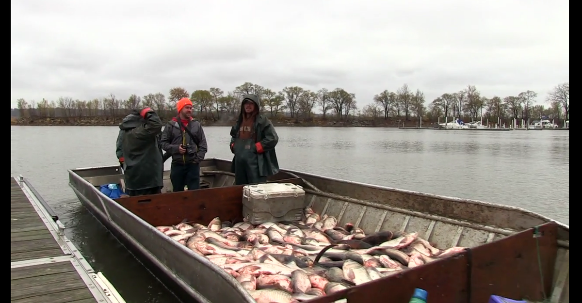 Asian Carp: The Invasive Species Thriving in America's Rivers - The ...