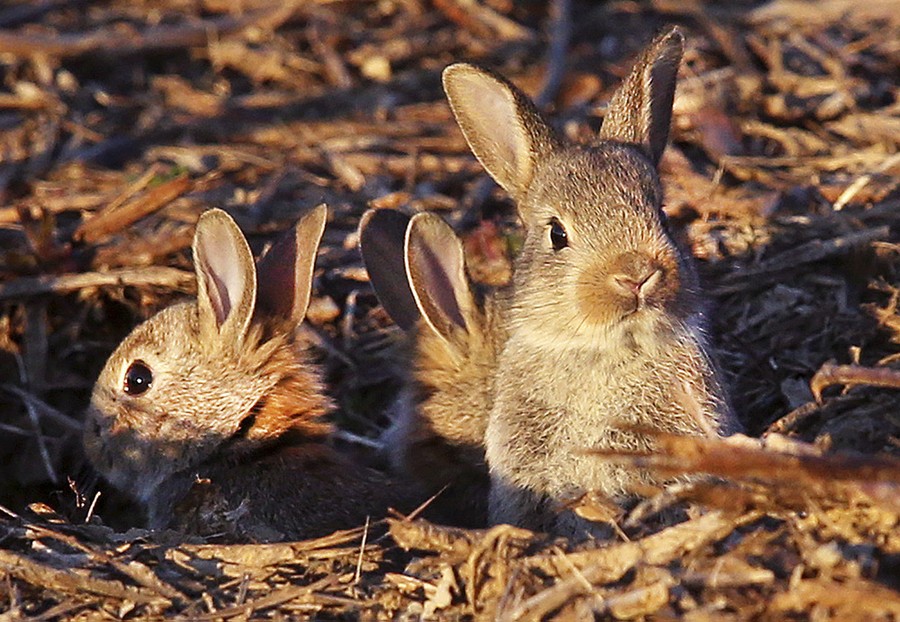 Signs of Spring - The Atlantic