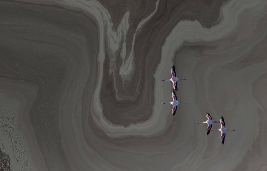 Photos: A Flamboyance of Flamingos - The Atlantic