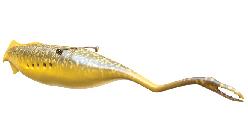 Solving the Mystery of the Tully Monster - The Atlantic