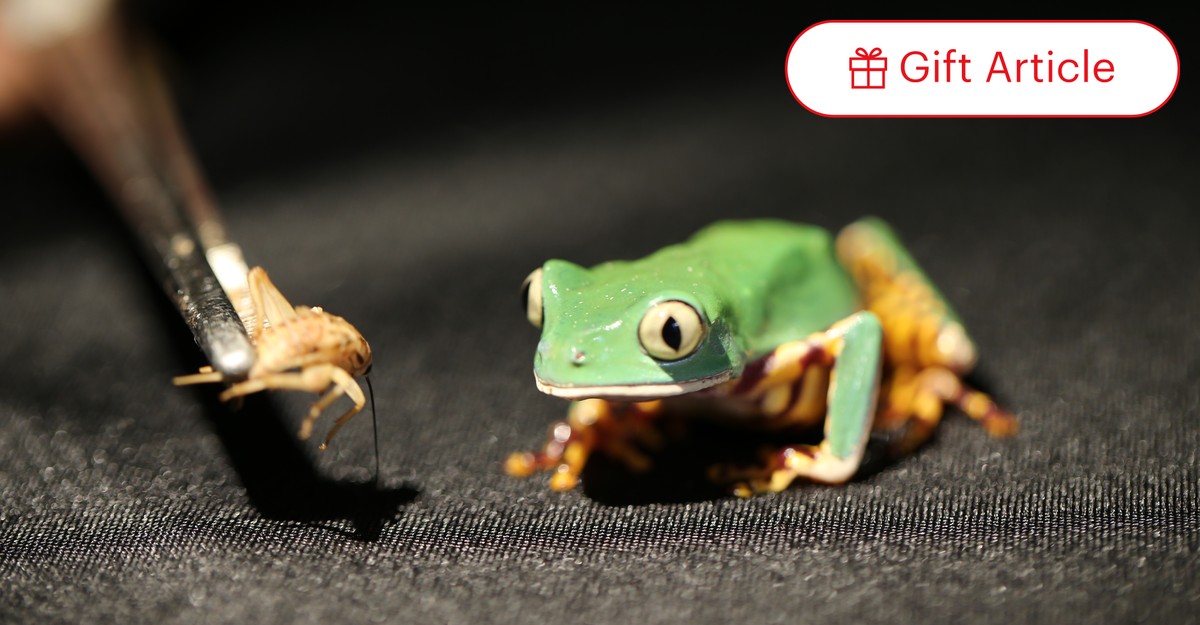 frog catching insects