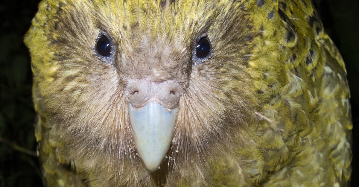 Every One Of These Endearing Parrots Will Have Its Genome Sequenced ...