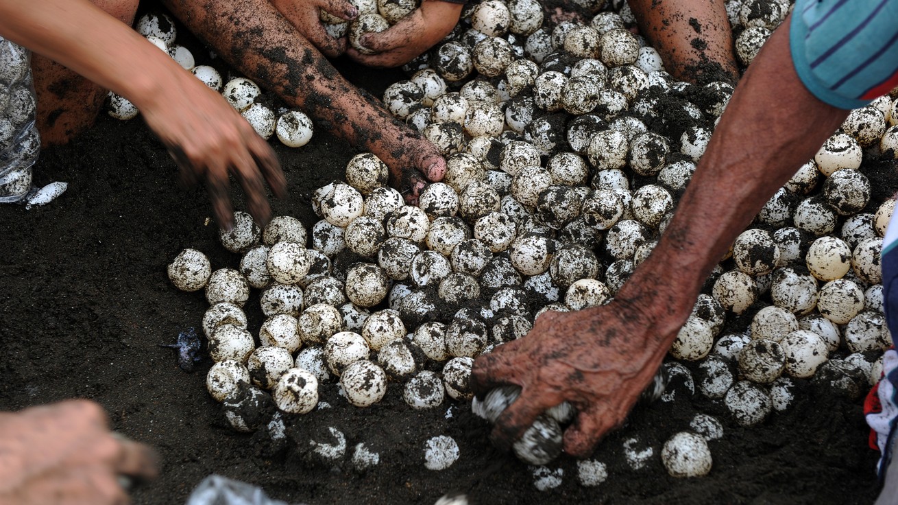 Turtle Poaching Spiked During the Pandemic - The Atlantic