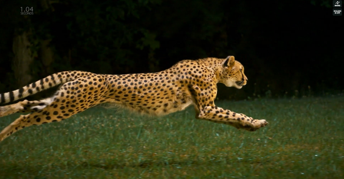 Cheetahs Running Full Speed