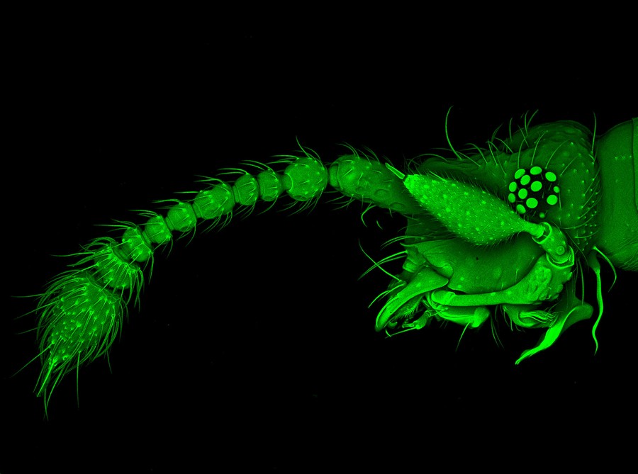 Photographing the Microscopic: Winners of Nikon Small World 2015 - The ...