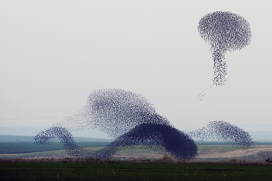 The Murmurations of Starlings - The Atlantic
