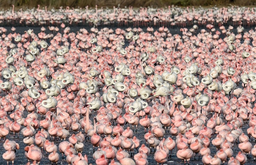 Photos: A Flamboyance of Flamingos - The Atlantic