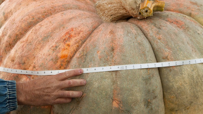 The Dream of a 3,000-Pound Pumpkin - The Atlantic