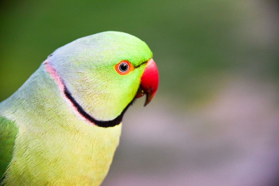 Photos: The Parakeets of London - The Atlantic