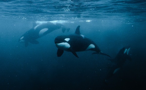 All Stories by Shi En Kim - The Atlantic