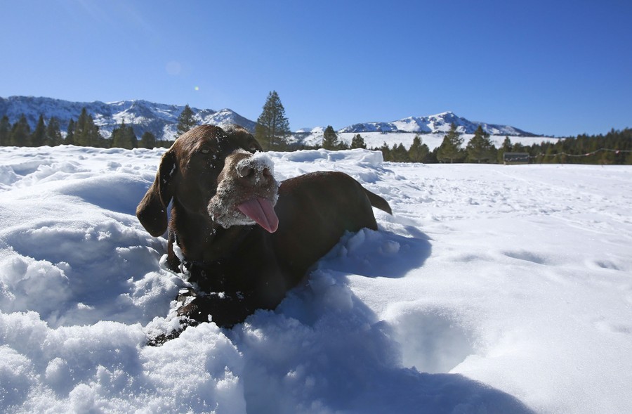 Photos of the Week: Oscar Night, Iraqi Bear Release, Paralympics in ...