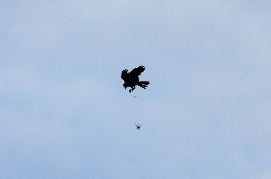 Photos: The Locust Swarms of 2020 - The Atlantic