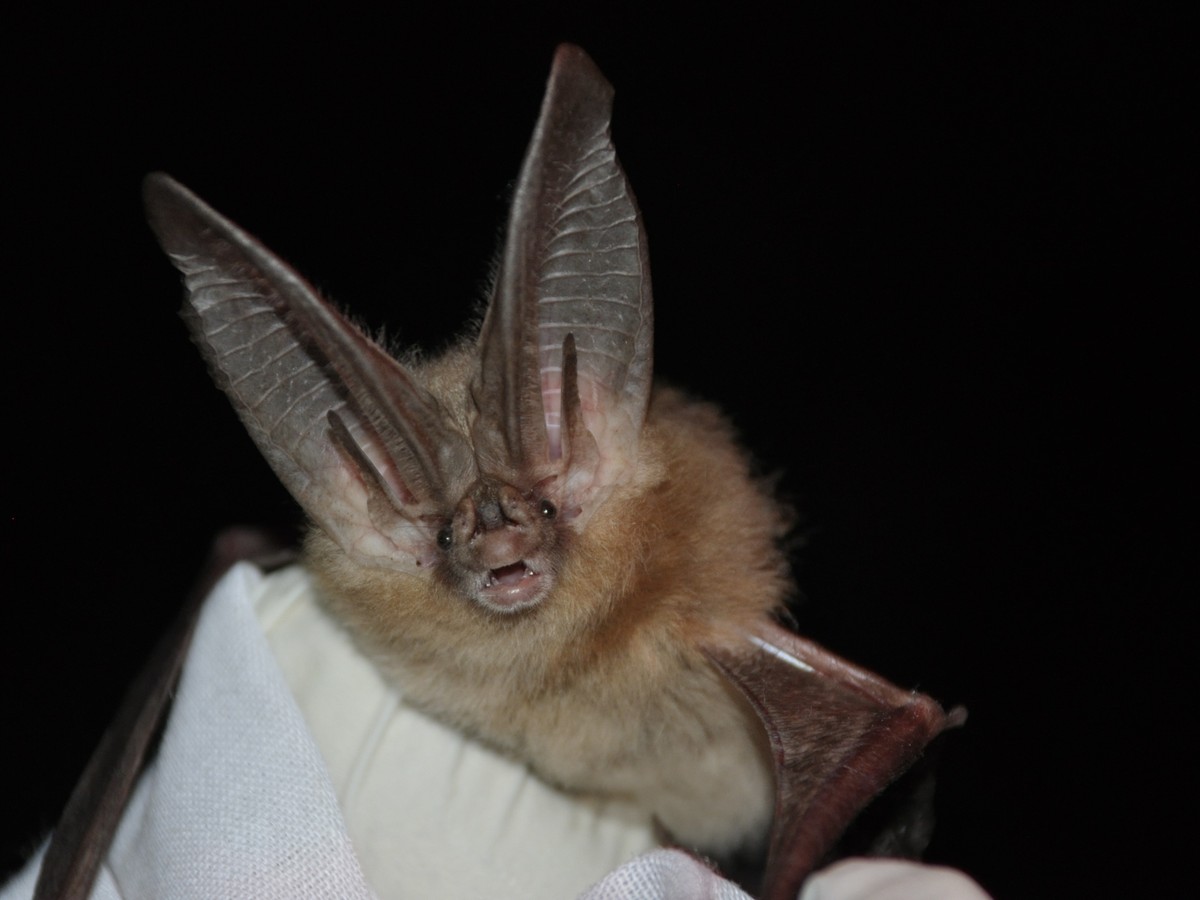 big brown bat predators