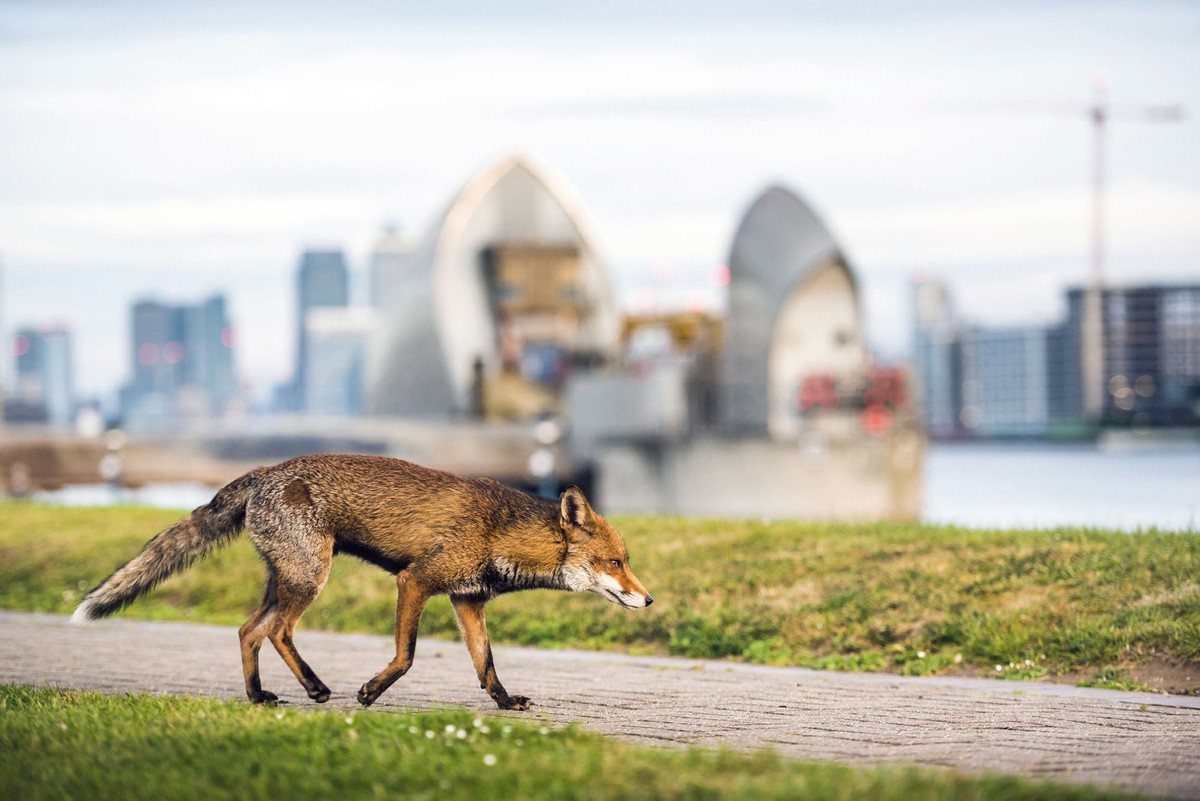 Photos: London’s Urban Foxes (23 photos) – SySyPhoTo