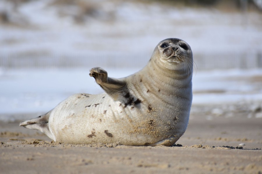 Delaware: Images of the First State - The Atlantic