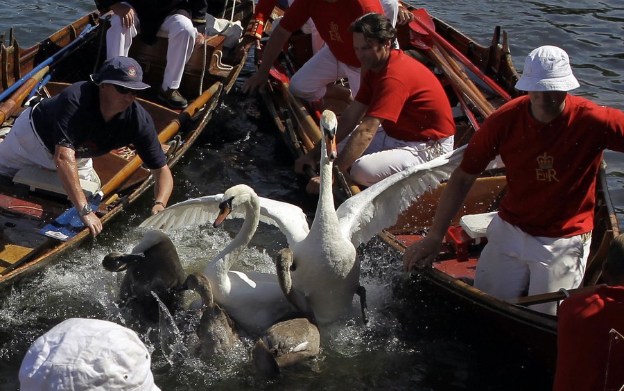 Swan Upping on the River Thames - The Atlantic