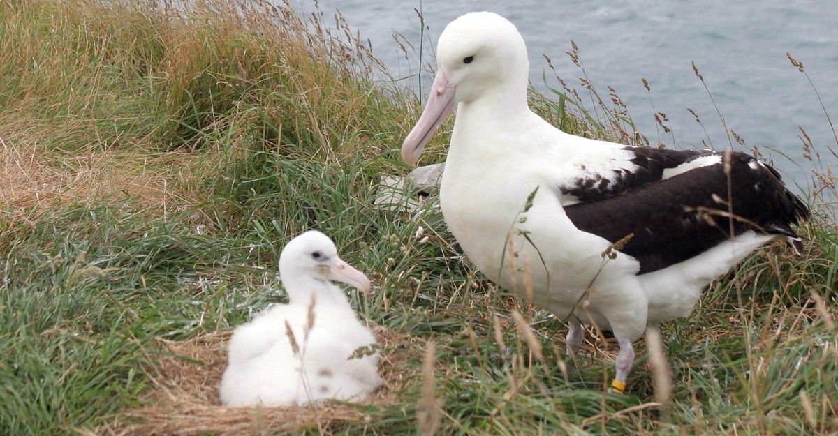 An Albatross Census From Space - The Atlantic