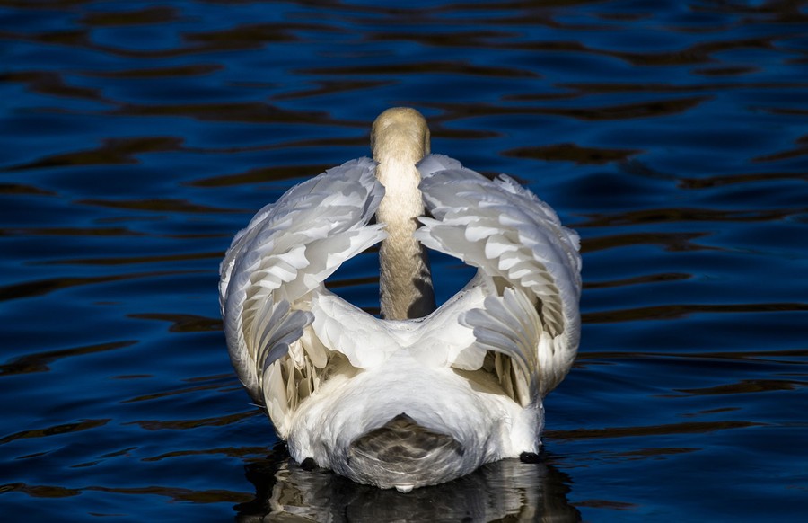 Signs of Spring - The Atlantic
