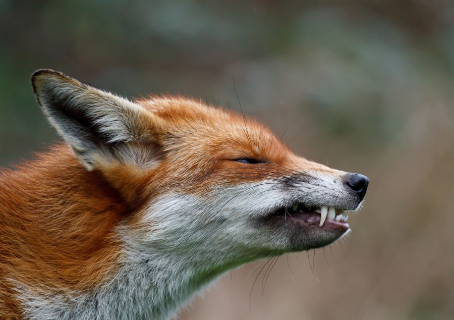 Photos: London’s Urban Foxes - The Atlantic