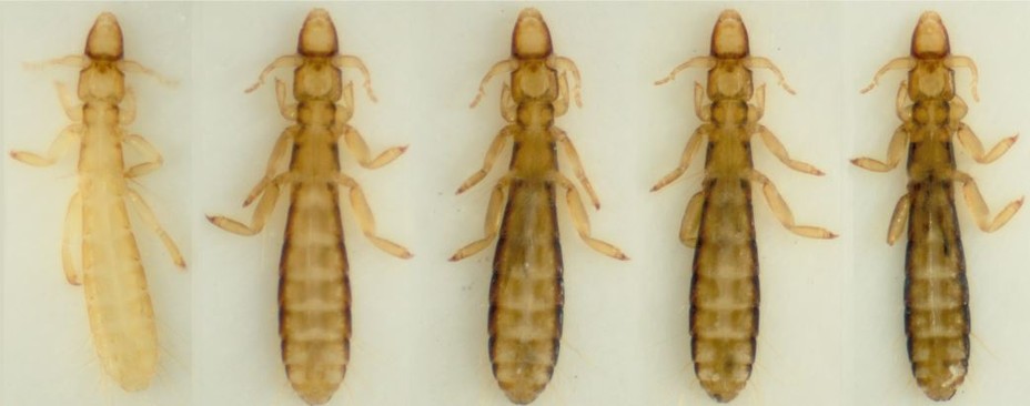 An Unusual Evolutionary Experiment - The Atlantic