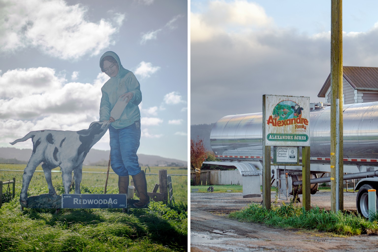 The Suffering Behind ‘Humane,’ Organic Milk - The Atlantic