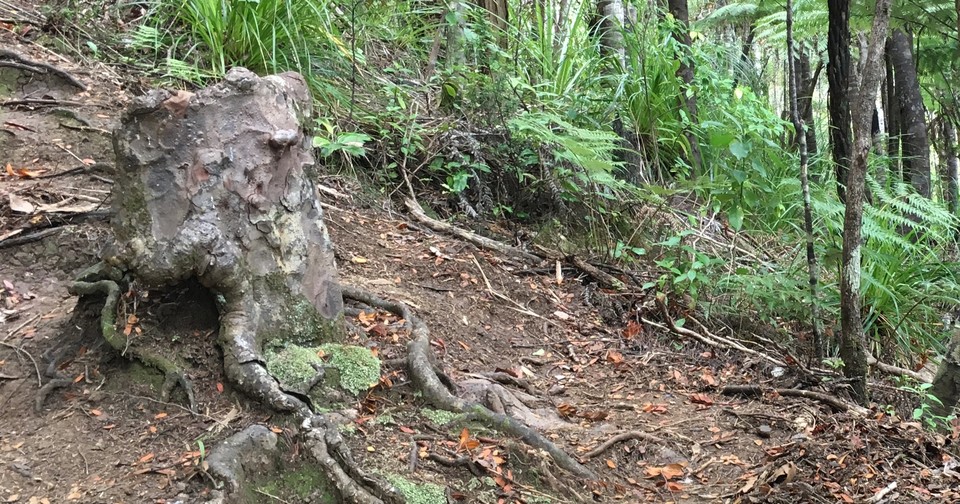 what dissolves a tree stump