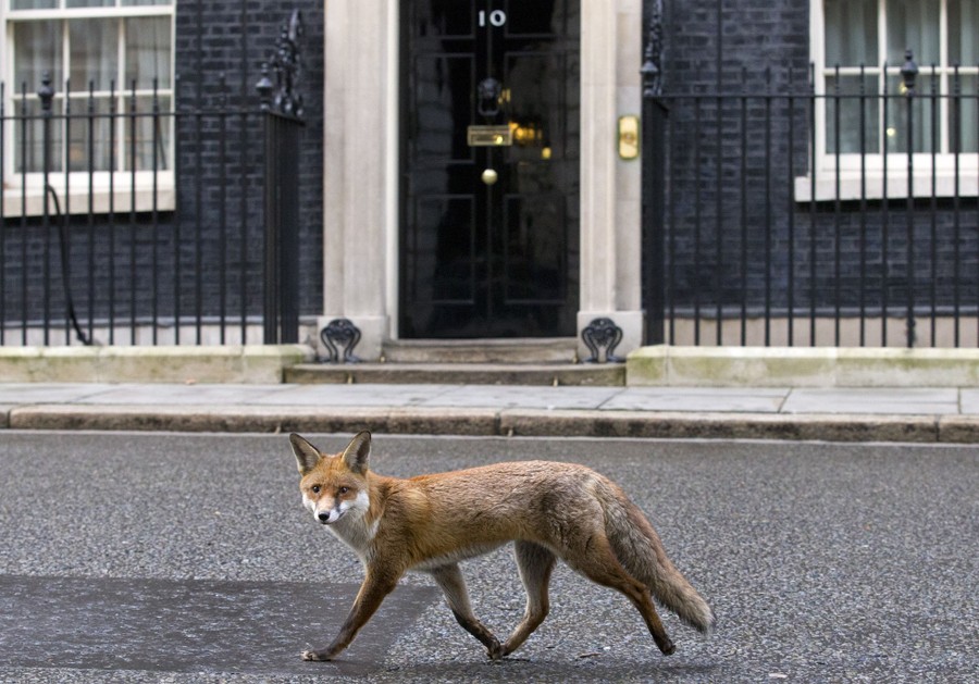 Photos: London’s Urban Foxes - The Atlantic