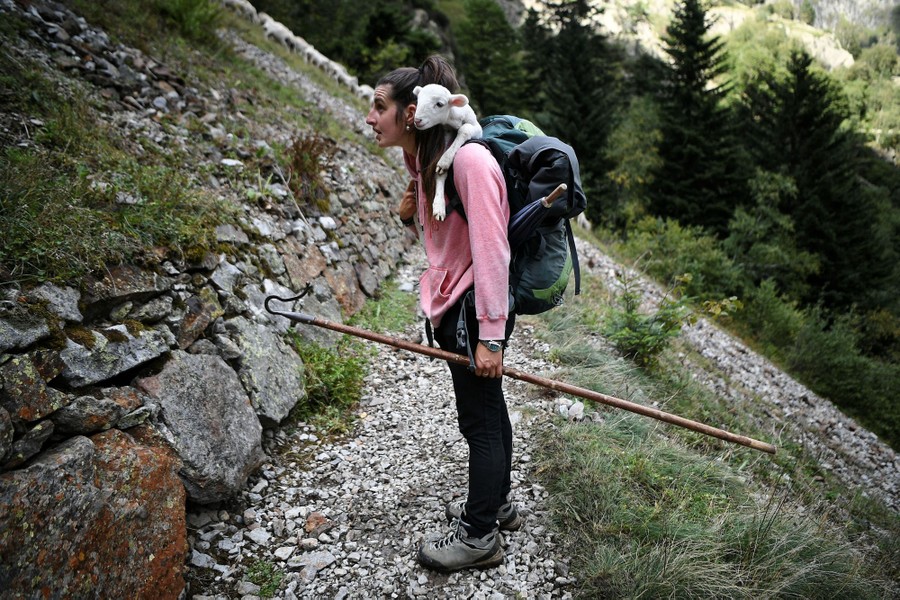 A New Generation of Shepherds in the French Pyrenees - The Atlantic