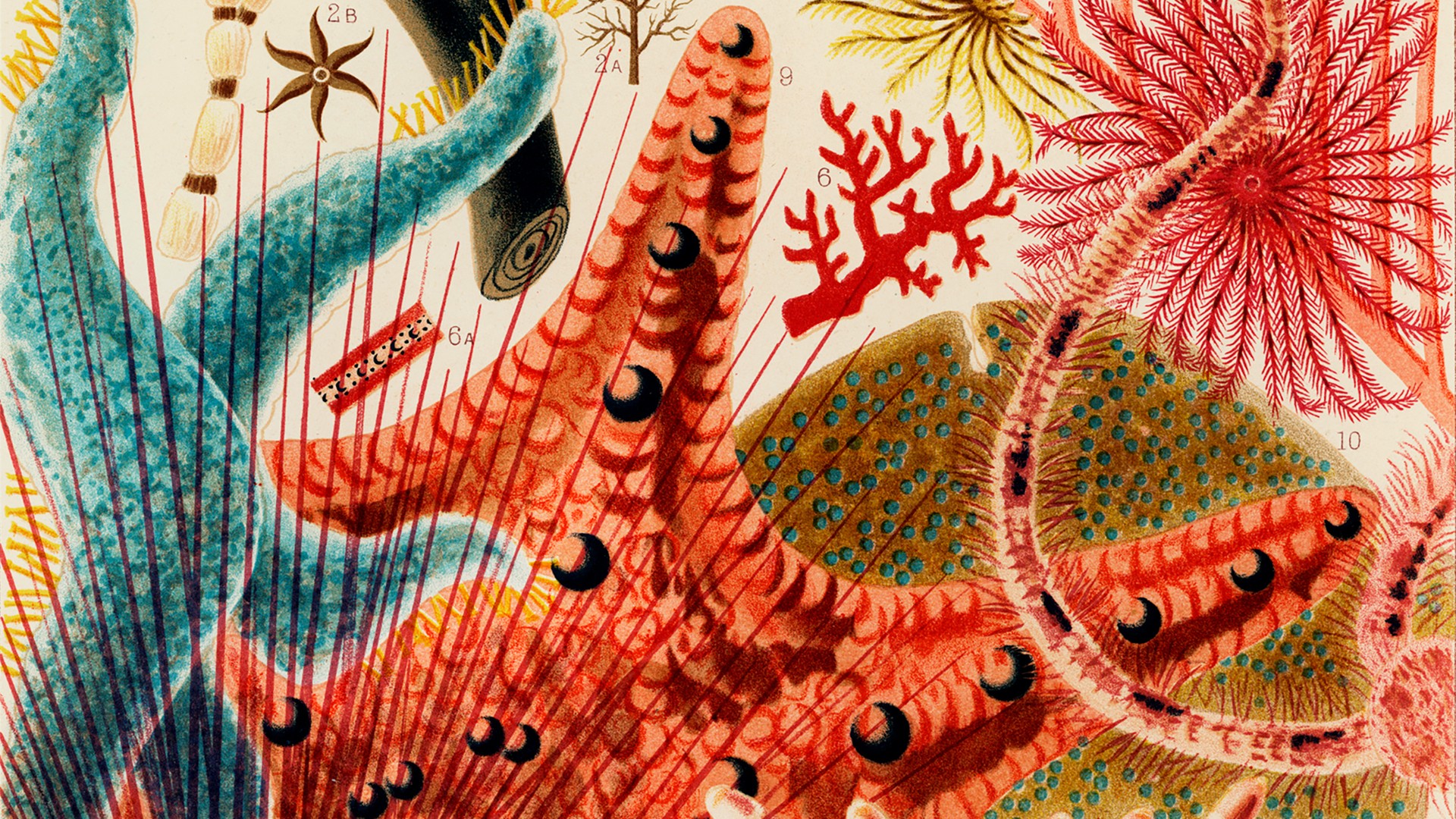 William Saville-Kent: Marine Biology's Unsolved Murder Mystery - The ...