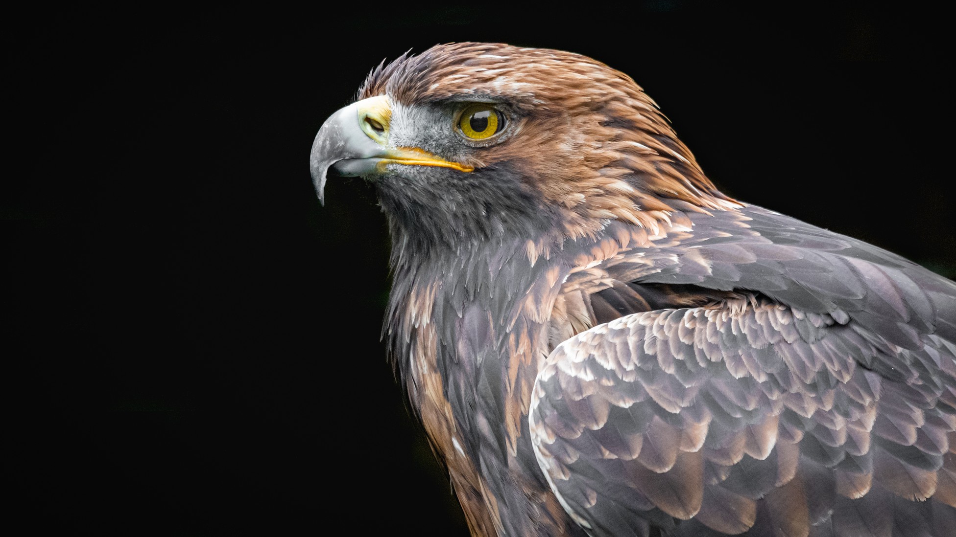 Lead Poisoning Is Decimating America's Eagles - The Atlantic