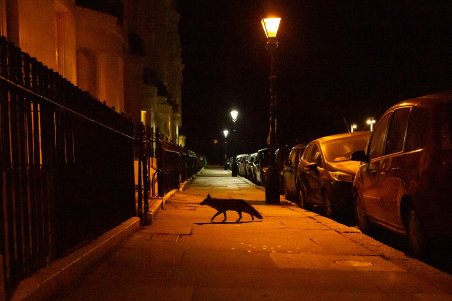 Photos: London’s Urban Foxes - The Atlantic