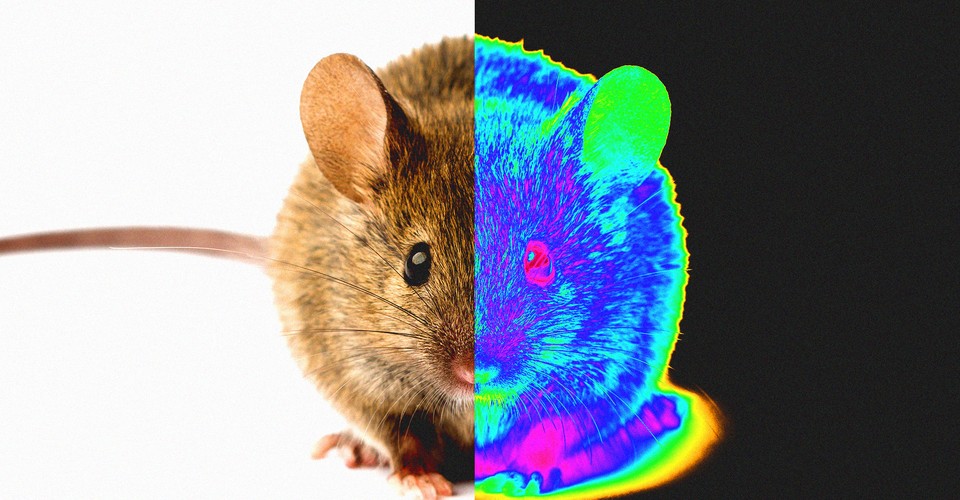 Nanotech Injections Give Mice Infrared Vision - The Atlantic Nanotech Injections Give Mice Infrared Vision - The Atlantic