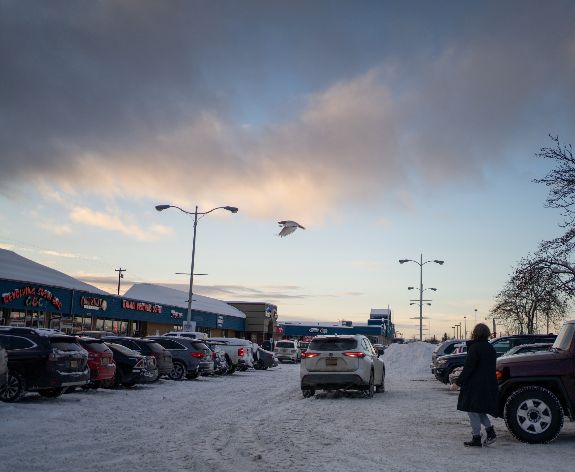Photos: Anchorage Fell in Love With a White Raven - The Atlantic