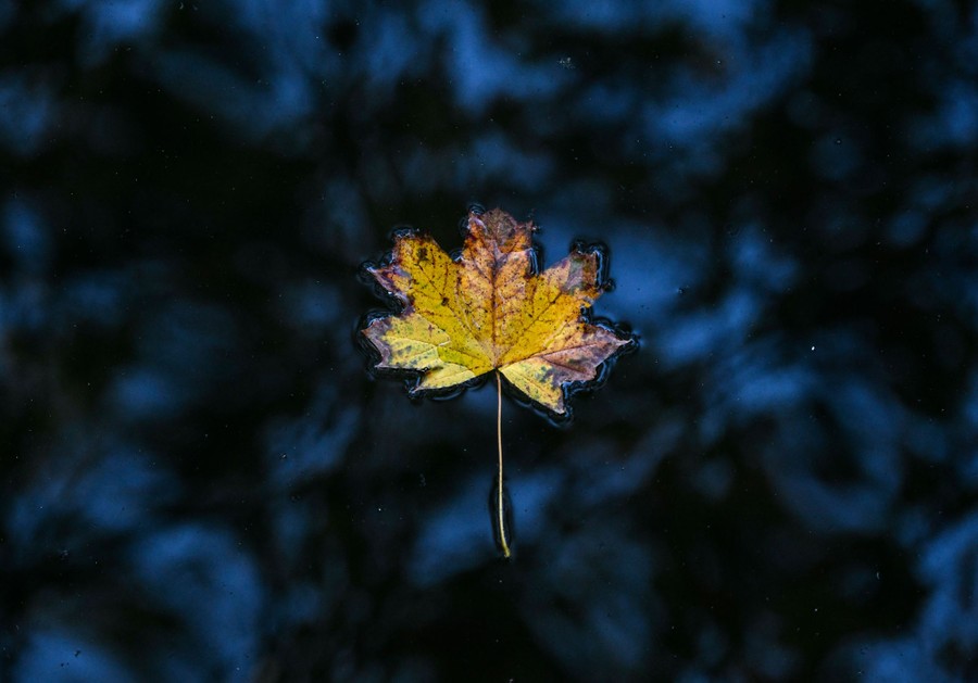 The Magic of Fall Colors - The Atlantic