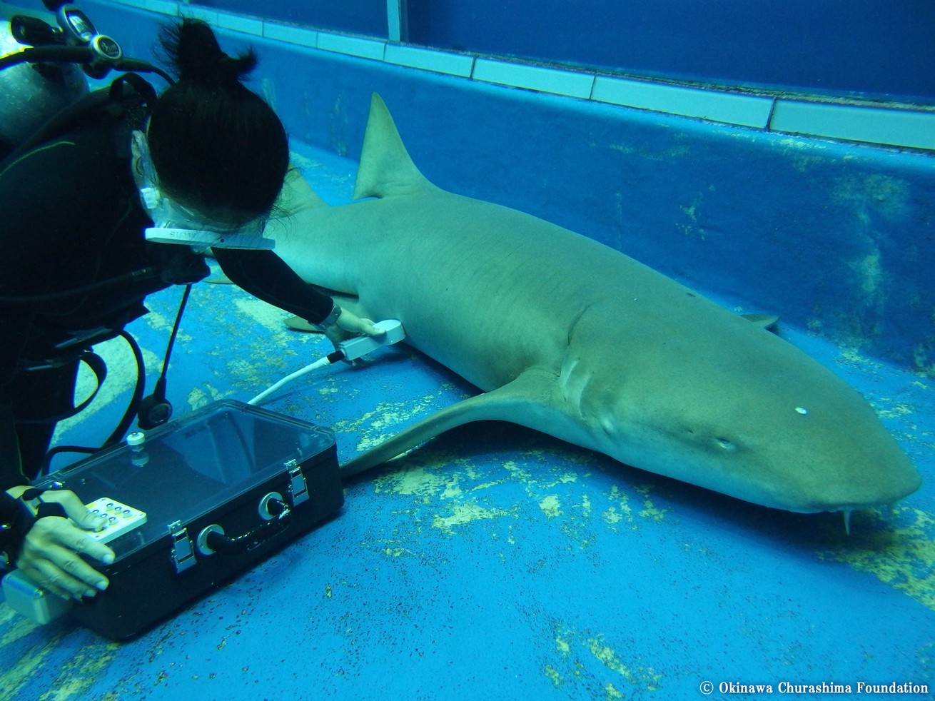 Baby Shark Filmed Swimming Around Inside Its Mother - The Atlantic