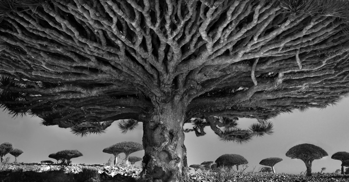 Behold: Some of the World's Oldest Trees - The Atlantic