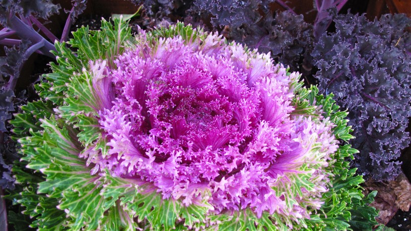 Science Compared Every Diet, and the Winner Is Real Food - The Atlantic