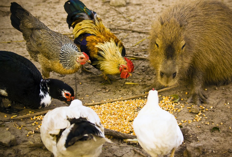 Companionable Capybaras - The Atlantic