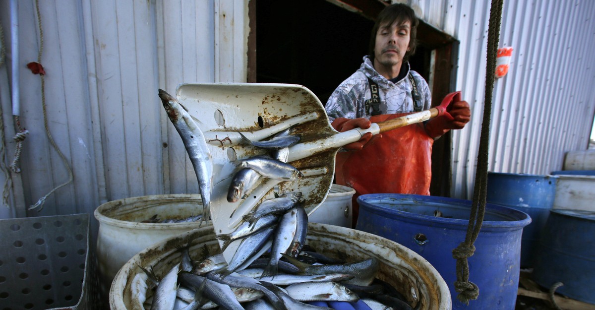 An Omega-3 Study Could Help Find Out If Fish Oil Works - The Atlantic