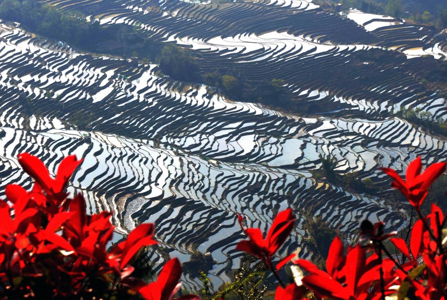 The Beauty of Terraced Fields - The Atlantic
