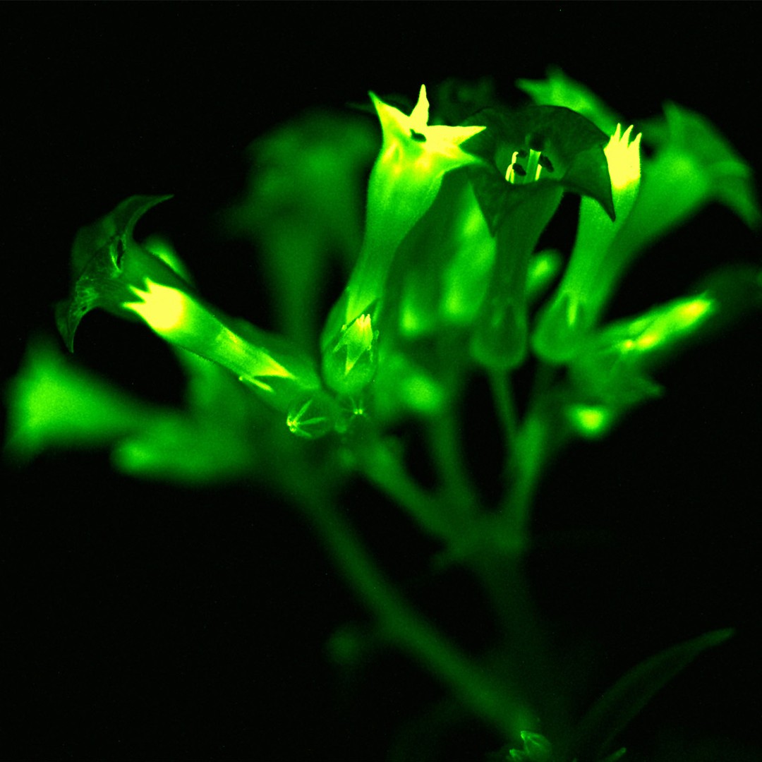 glowing plants