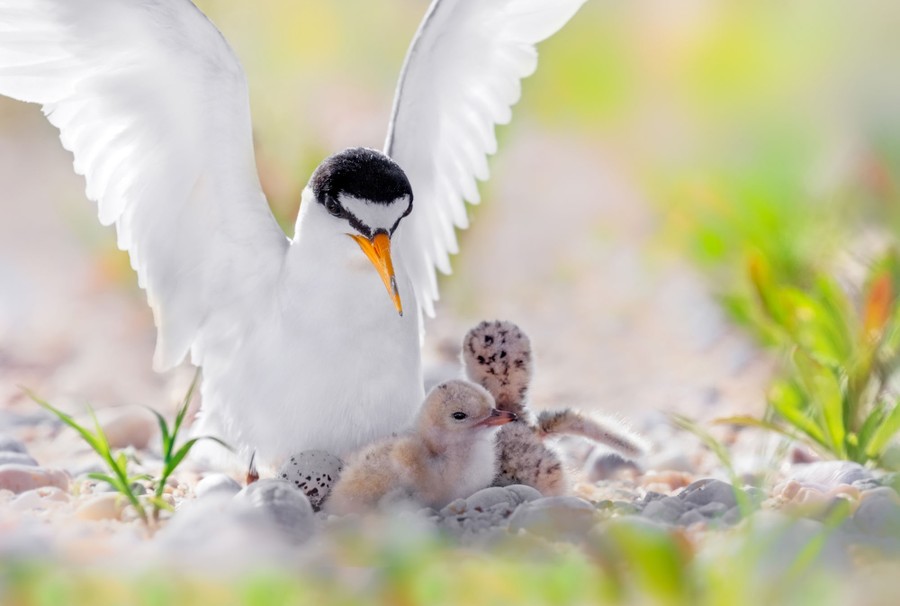For Earth Day, a Photo Appreciation of Birds - The Atlantic