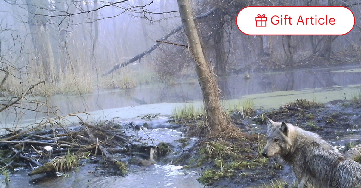 radioactive wolf chernobyl