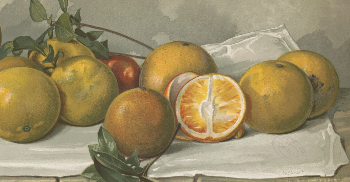 Citrus Preserved - The Atlantic