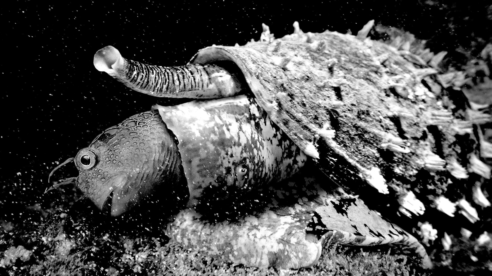 One of the World’s Most Venomous Animals Is a Snail - The Atlantic