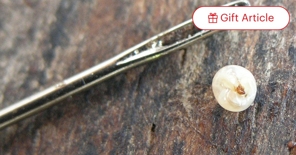 does sand attract fleas