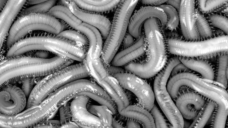 The Bait-Worm Industry Has an Invasive-Species Problem - The Atlantic