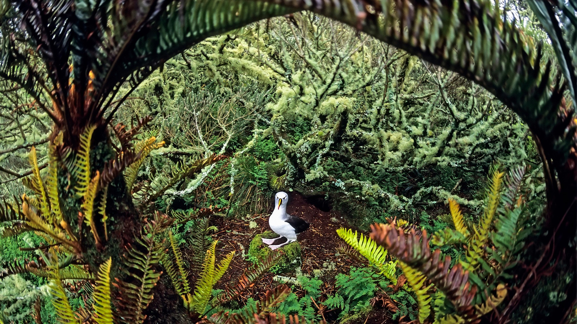 Yellow-Nosed Albatrosses Have a New Predator - The Atlantic