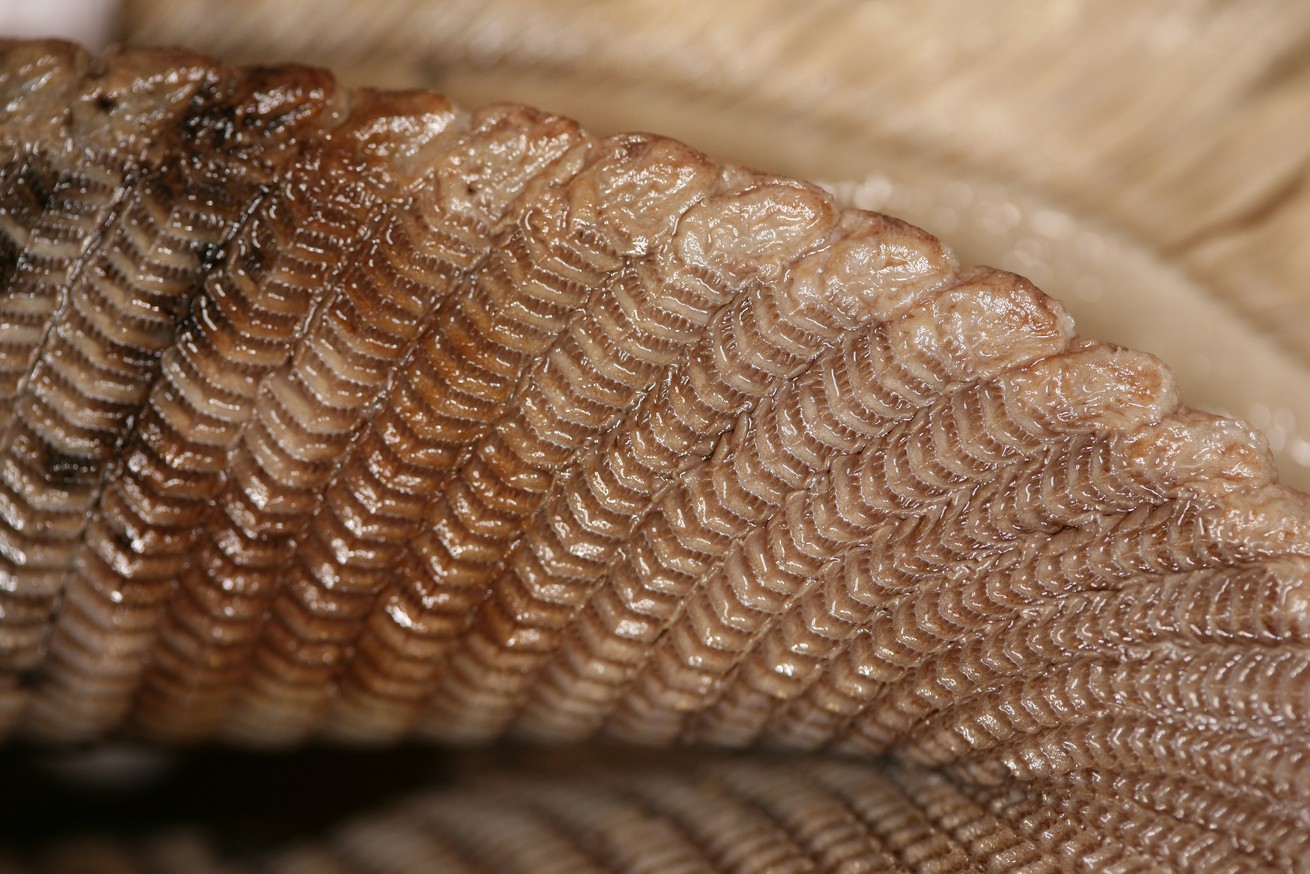 Manta Rays' Gill Rakers Filter Water Without Clogging - The Atlantic